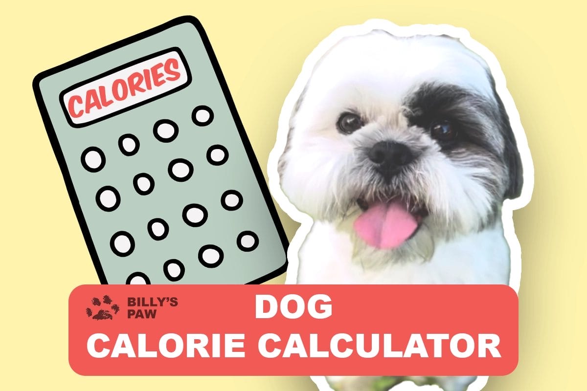 Dog Calorie Calculator | Billy's Paw